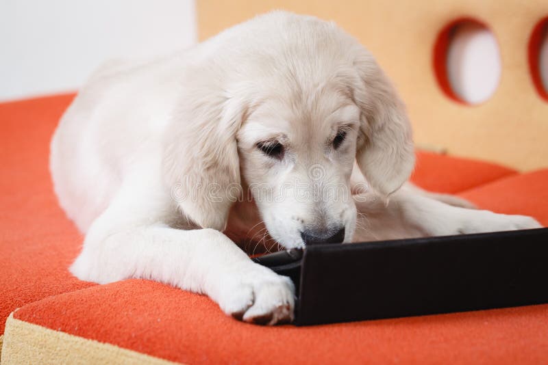 Golden retriever puppy stock image. Image of domestic - 64124783