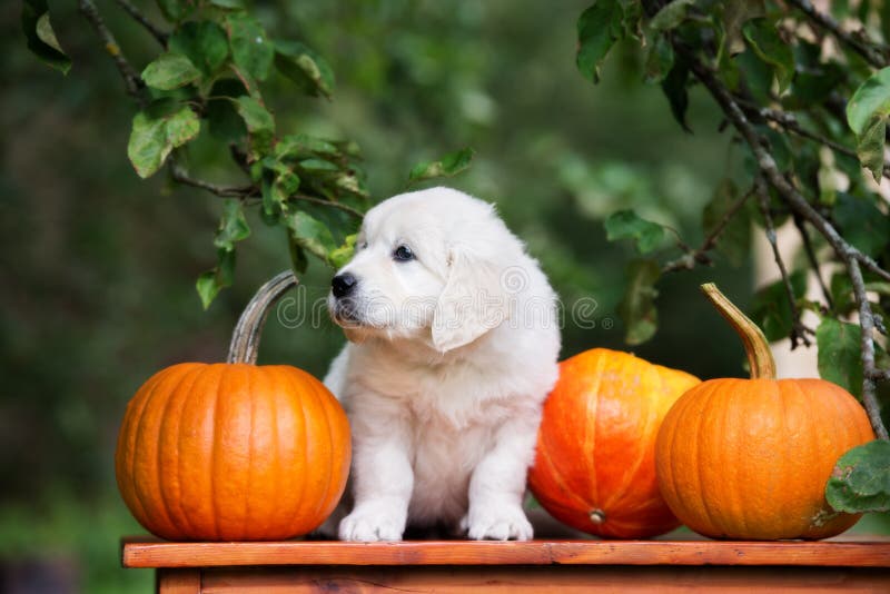Happy Thanksgiving Labrador Retriever Stock Photos - Free & Royalty ...