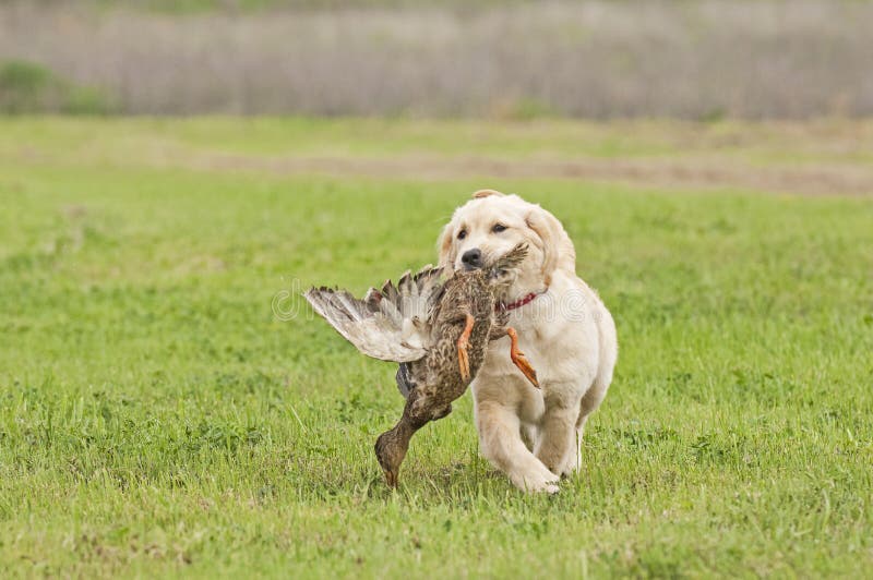 Golden Retriever Puppy Practicing Retrieving Stock Image - Image of ...