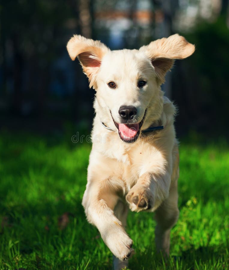 Golden Retriever Puppy Runs Over Meadow Spring Stock Photos - Free ...
