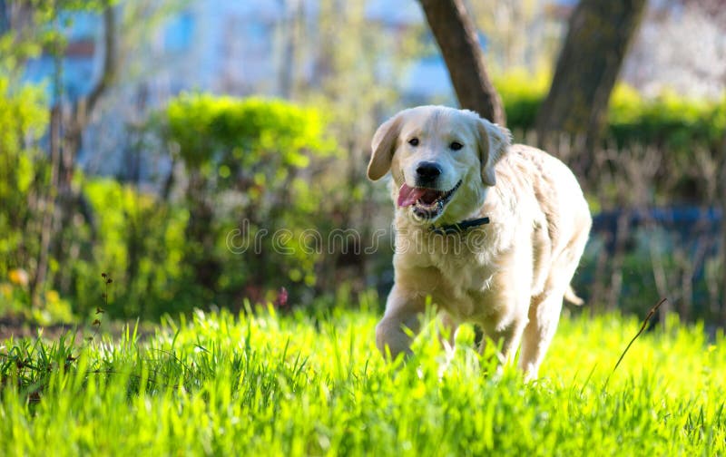 Golden Retriever Shaking Off Water in Summer Stock Image - Image of ...
