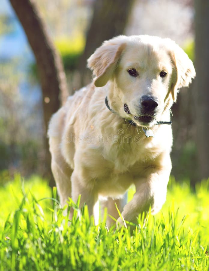 Golden Retriever Puppy Runs Over the Meadow in Spring Stock Photo ...