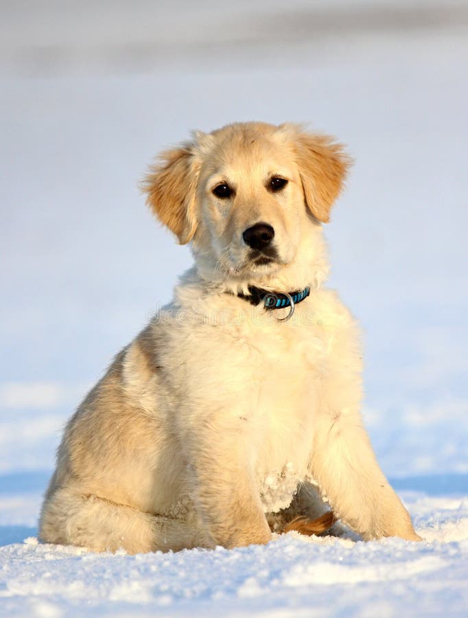 Golden Retriever puppy stock image. Image of golden, play - 86284627