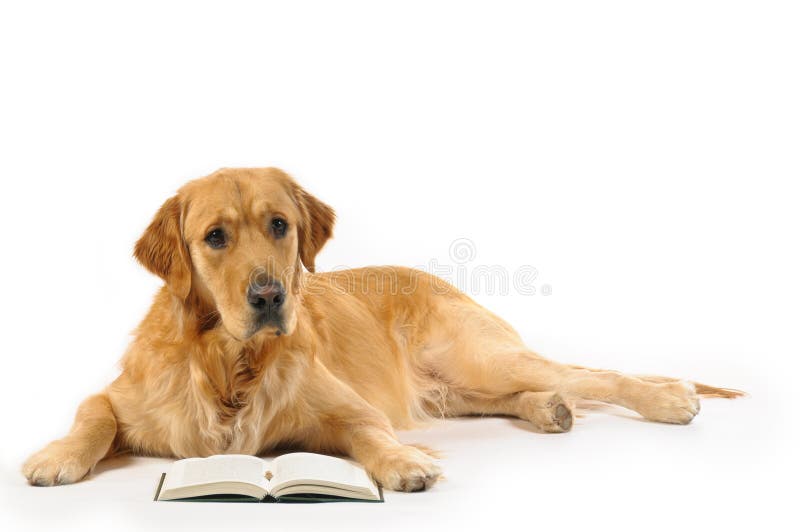 Dog Read Book, Animal School Education, Reading on White Stock Photo ...