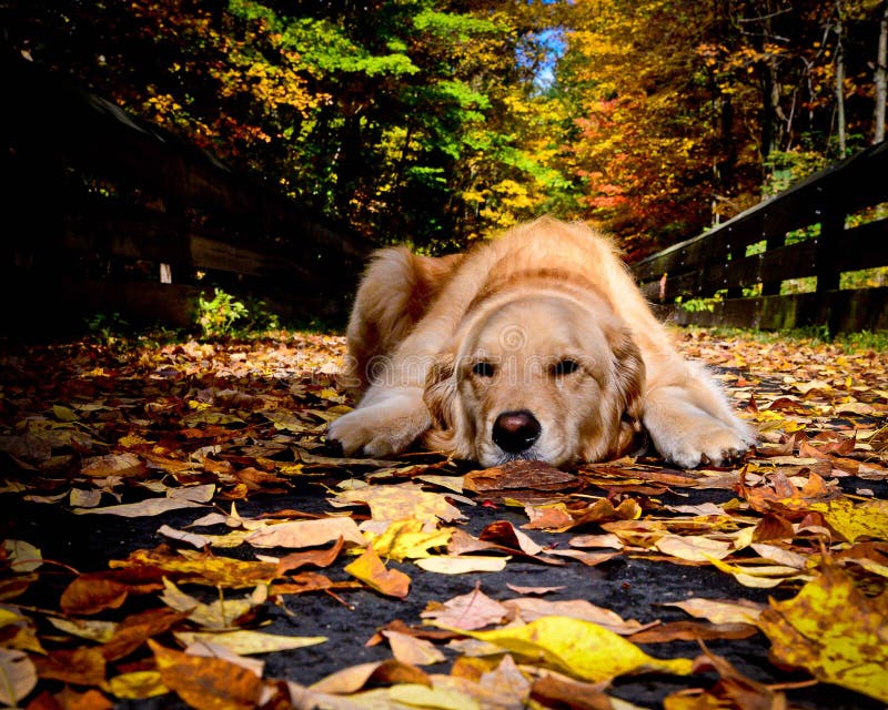 Free Wallpaper Fall Dogs
