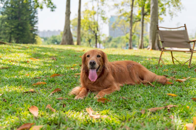 Golden Retriever Resting on the Grass in the Park Stock Photo - Image ...
