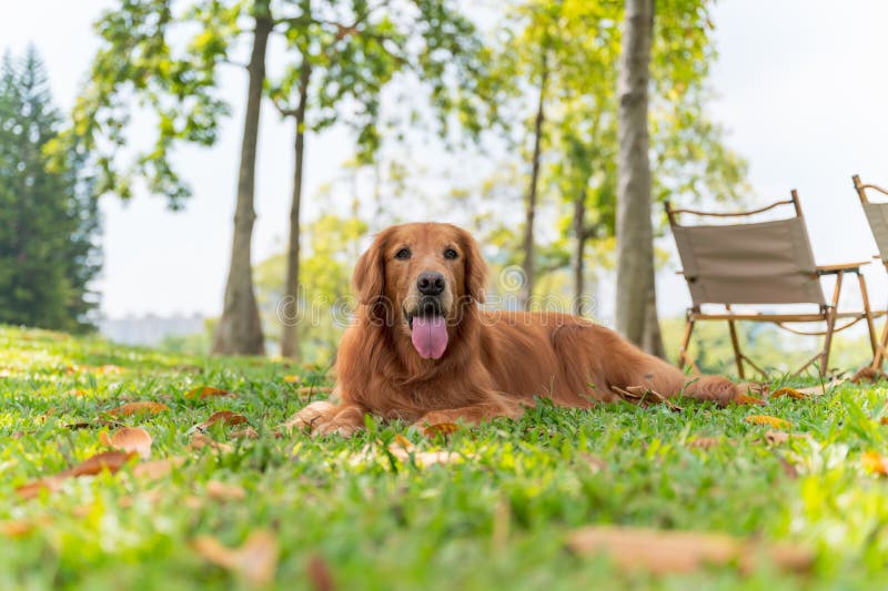 Golden Retriever Resting on the Grass in the Park Stock Image - Image ...