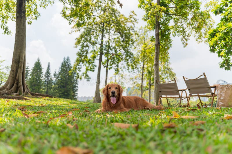 Golden Retriever Resting on the Grass in the Park Stock Photo - Image ...