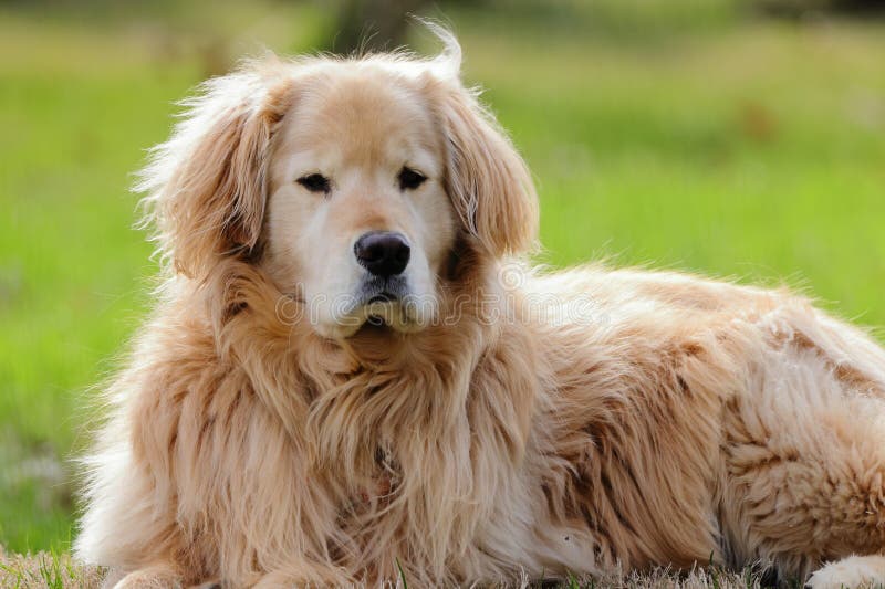 Golden Retriever Resting in a Grassy Field Stock Photo - Image of ...