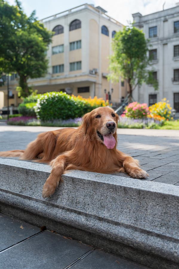 Golden Retriever Resting beside the Street Stock Image - Image of tummy ...