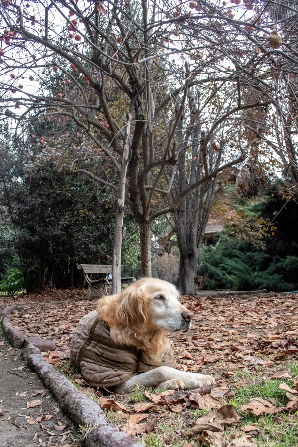 A dog resting stock image. Image of yard, grass, woodland - 213584579