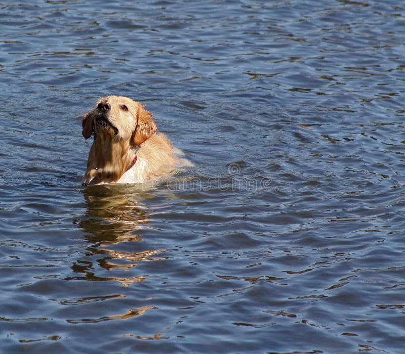 Golden Retriever in the River Stock Image - Image of water, river: 20020569