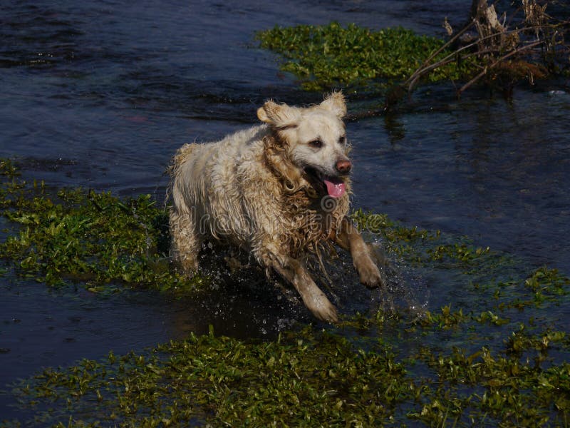 Golden retriever river stock image. Image of retriever - 108435401