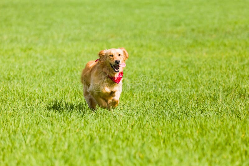 Golden Retriever Running on the Lawn Stock Image - Image of garden ...