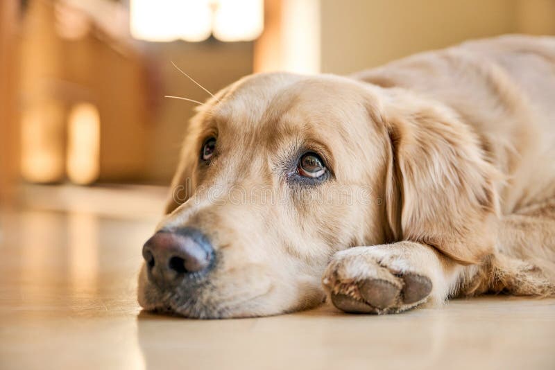 Golden Retriever with Sad Eyes Stock Image - Image of cute, animal ...
