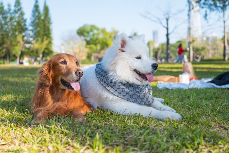 Golden Retriever and Samoyed Lying on the Grass Together Stock Photo ...