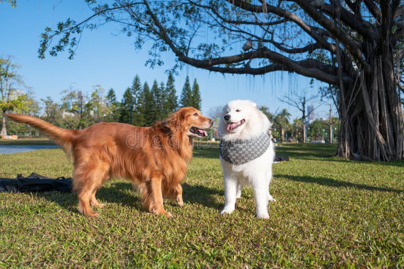 Golden Retriever and Samoyed Playing on Grass Stock Image - Image of ...