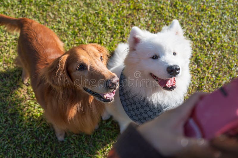 Golden Retriever and Samoyed Sitting on the Grass Stock Photo - Image ...