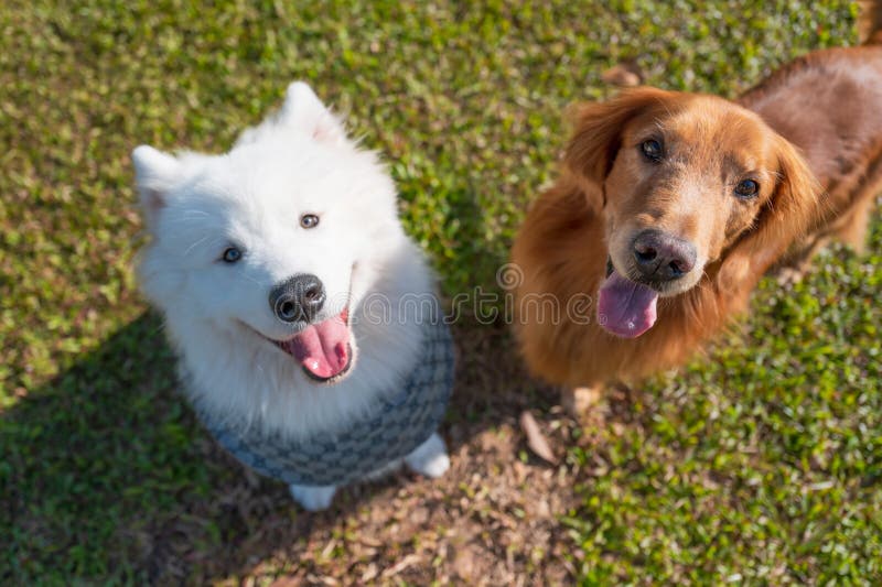 Golden Retriever and Samoyed Sitting on the Grass Stock Photo - Image ...
