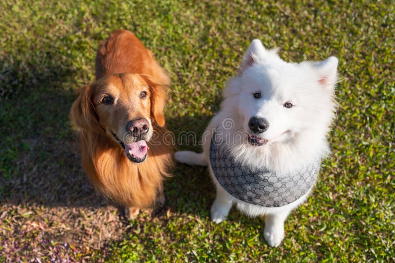 Golden Retriever and Samoyed Sitting on the Grass Stock Photo - Image ...