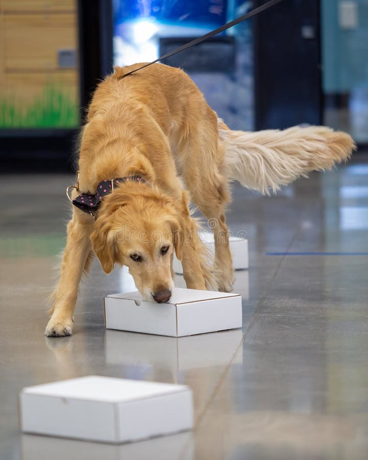 Scenting Boxes Stock Photos - Free & Royalty-Free Stock Photos from ...