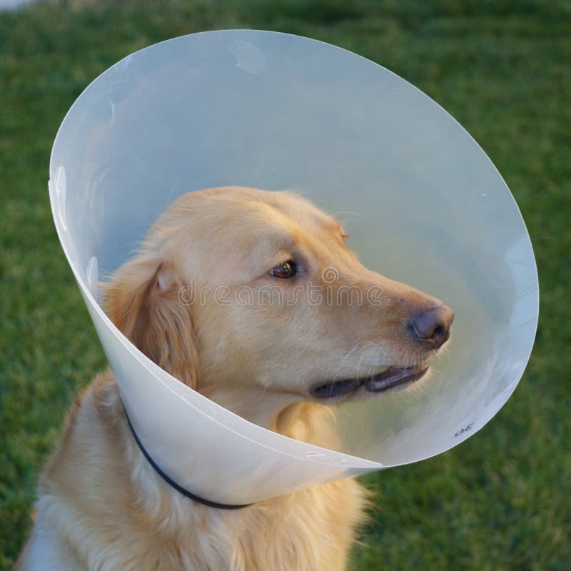 Golden Retriever Sick Dog Cone Stock Image - Image of animal, green ...