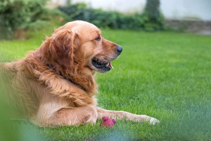 Golden retriever side view stock image. Image of green - 52436889