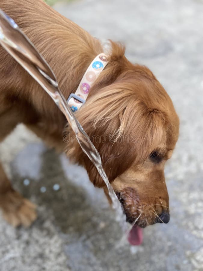 The thirst is real stock photo. Image of sipping, golden - 216464862