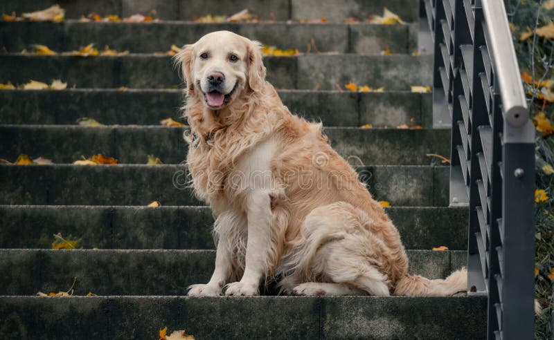 Golden Retriever Sitting on a Ladder Stock Image - Image of orange ...