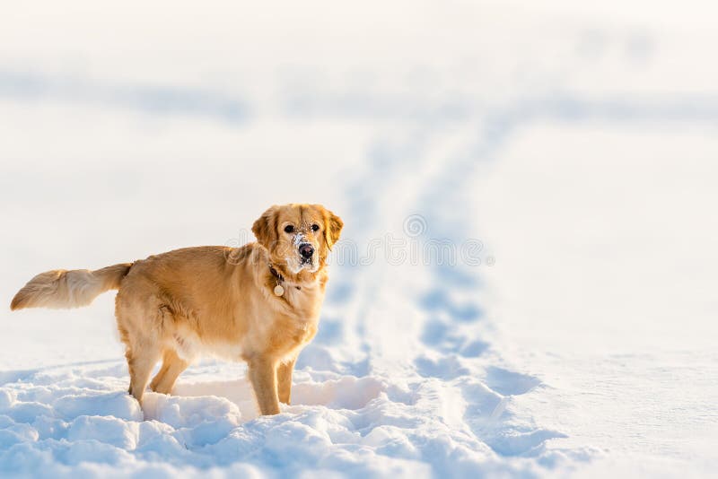 Golden Retriever at the Snow Background.Cold Winter Sunset Evening ...
