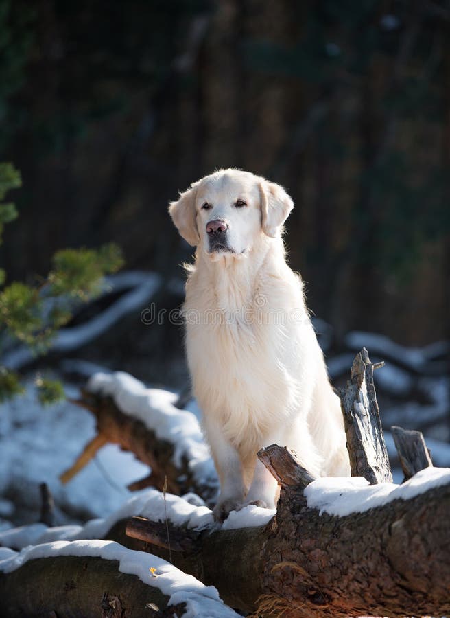 Golden Retriever Standing, in a Stack Stock Photo - Image of stack ...