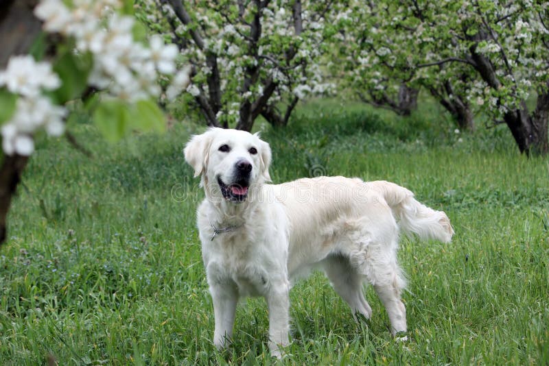 Golden Retriever in spring stock photo. Image of seasonal - 21592748