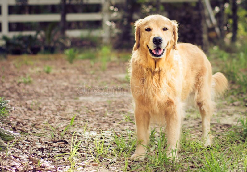Golden Retriever stock photo. Image of communication - 55487746