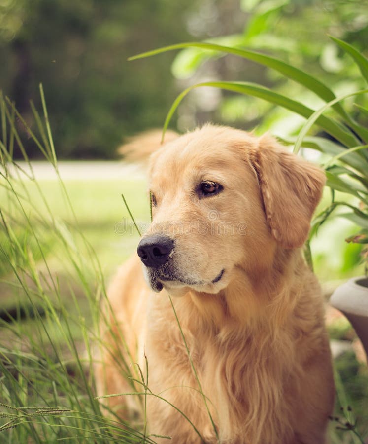 Golden Retriever stock photo. Image of golden, animal - 55487750