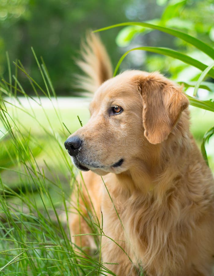 Golden Retriever stock image. Image of color, hunting - 55487757