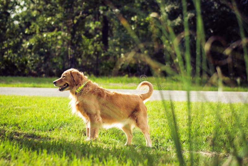 Golden Retriever stock photo. Image of doggy, domestic - 55487838
