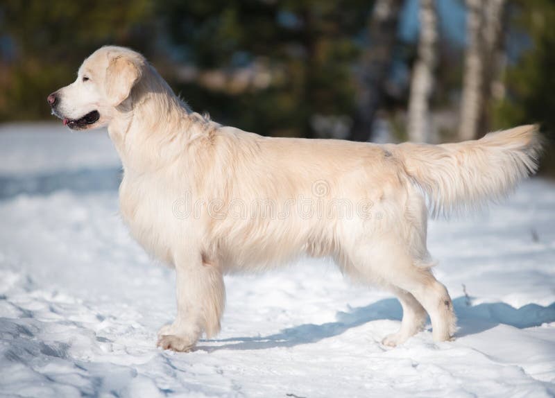 Golden Retriever Standing, in a Stack Stock Photo - Image of stack ...