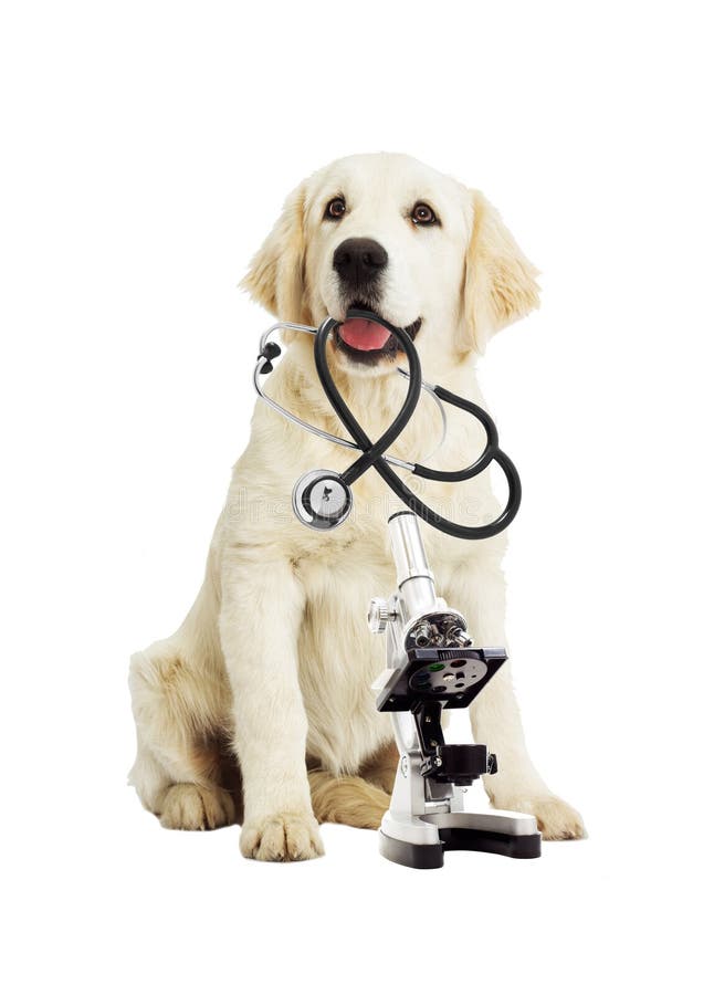 Dog Veterinarian and a Microscope Stock Photo - Image of puppy ...