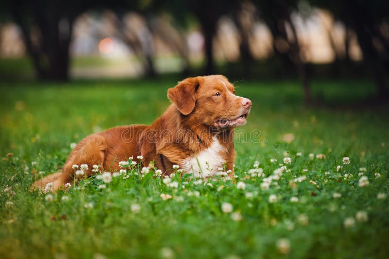 Happy Golden Retriever Toller Dog Stock Photo - Image of eyes, front ...