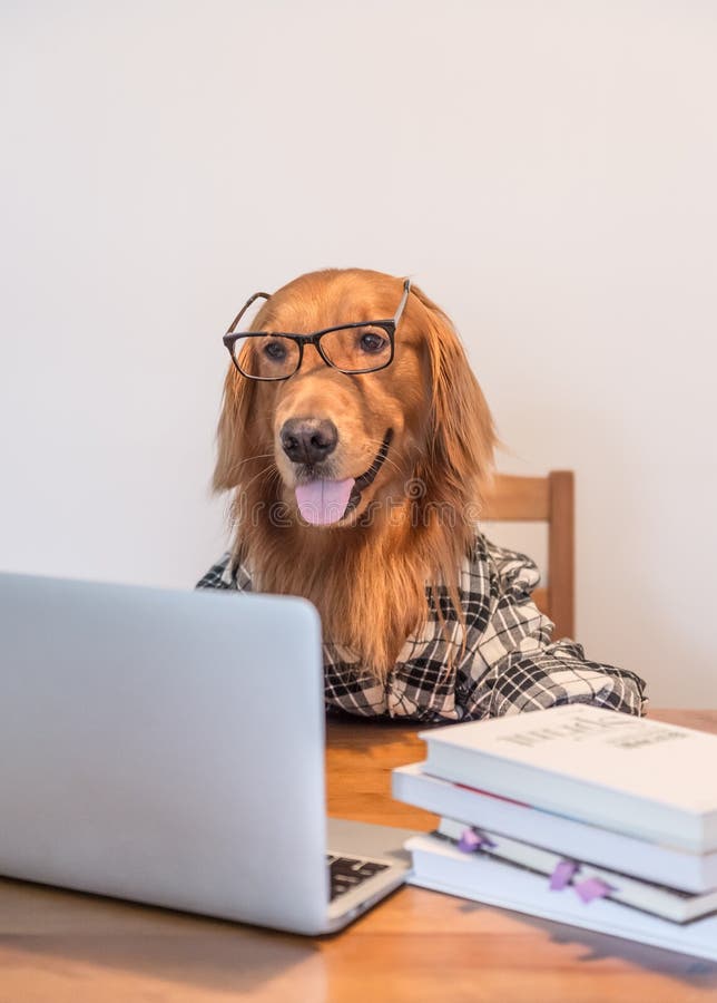 423 Golden Retriever Computer Stock Photos - Free & Royalty-Free Stock ...
