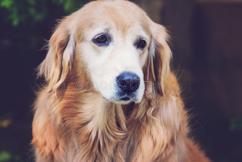 Golden Retriever Vintage Color Effect Stock Photos - Free & Royalty ...