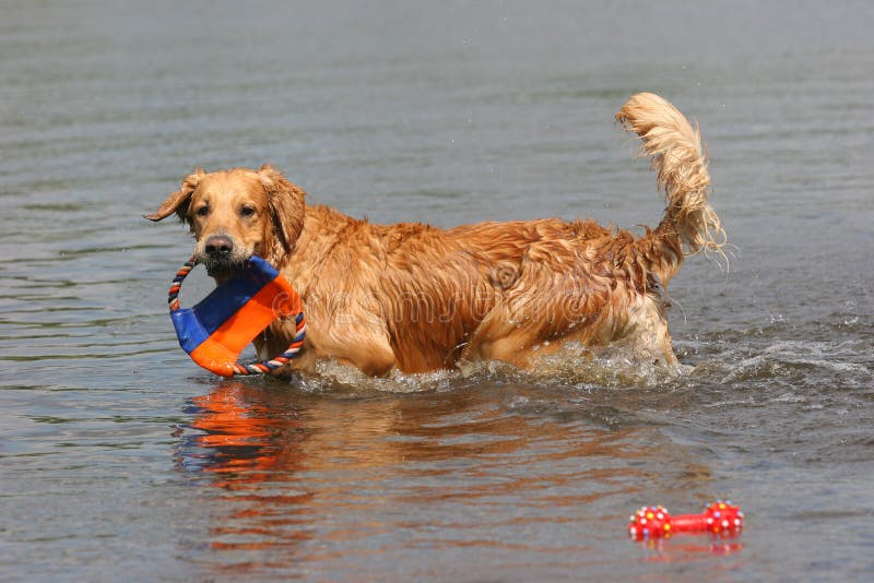 Golden retriever in water stock photo. Image of canine - 4291864