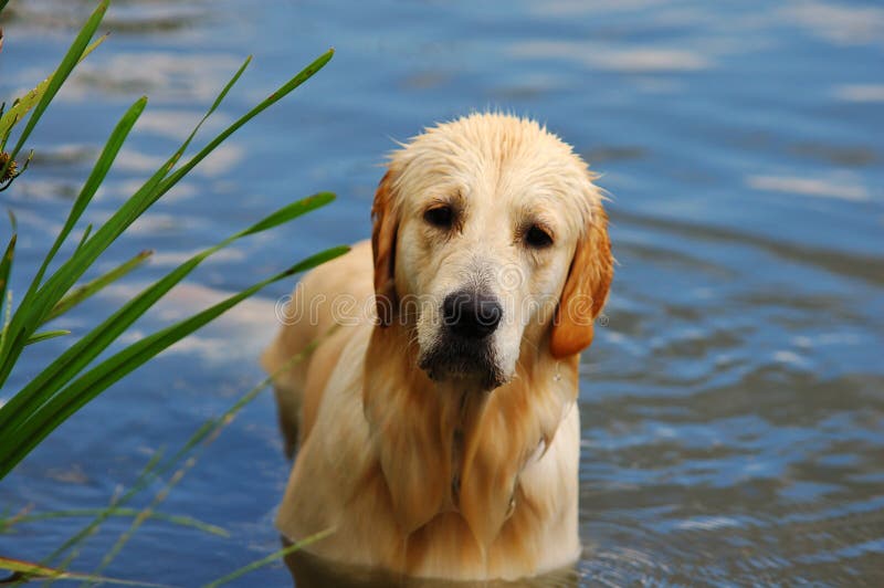Golden Retriever in water stock photo. Image of bright - 6795966