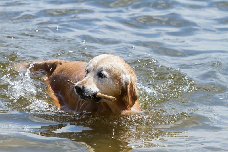 Golden Retriever in the Water. Stock Image - Image of action, breed ...