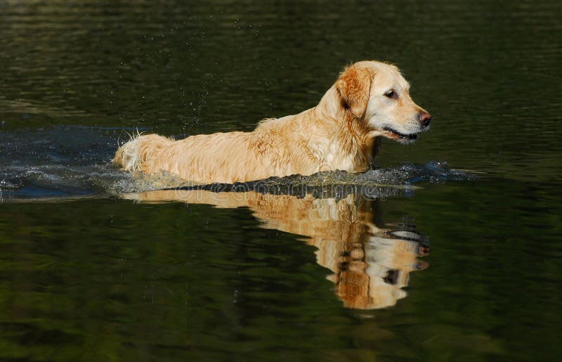 Golden Retriever in Water with Reflection Stock Photo - Image of ...