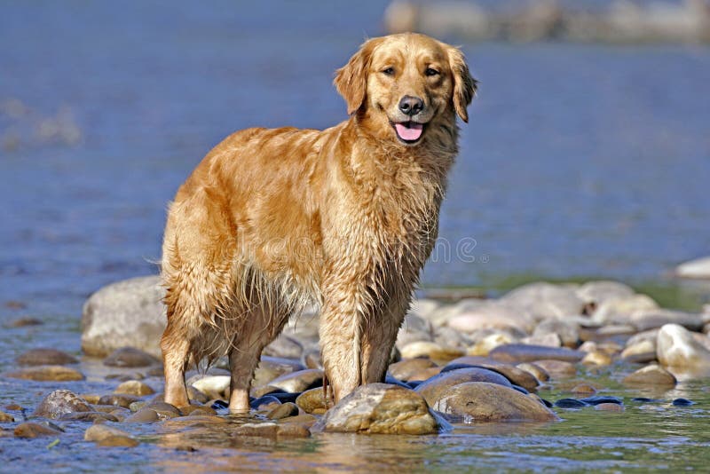 Golden Retriever by water stock image. Image of rocks - 51053171