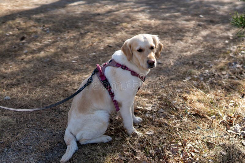 Golden Retriever in Harness Going for a Walk in Scandinavian Forest ...