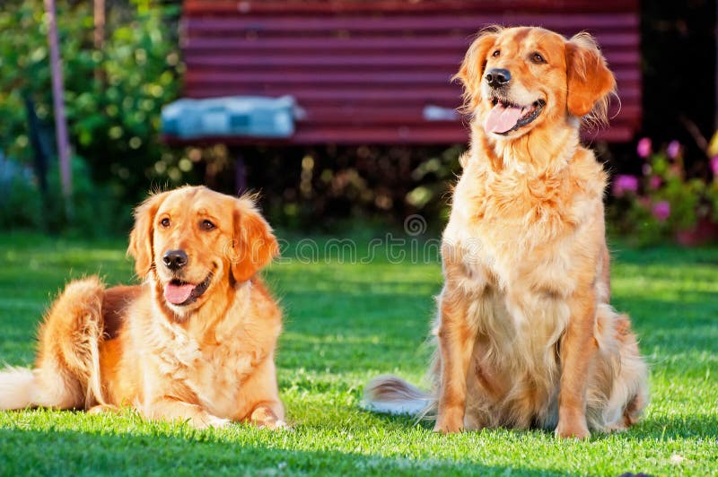 2 Golden Retrievers in Field of Fall Leaves Stock Photo - Image of pets ...