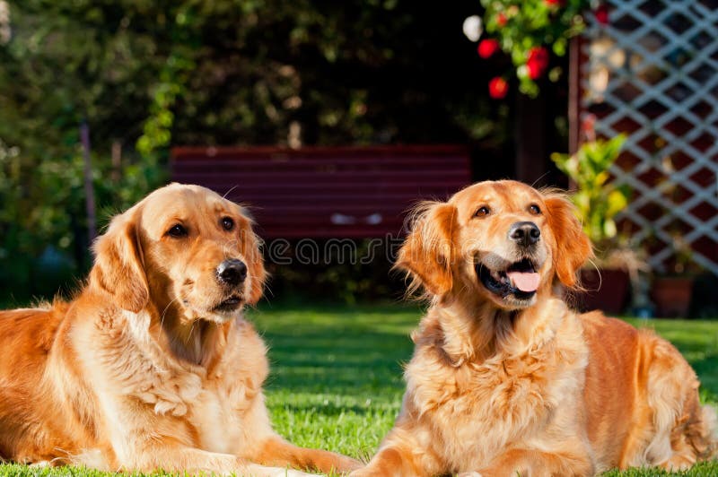 2 Beautiful Golden Retrievers on Autumn Leaves Stock Photo - Image of ...