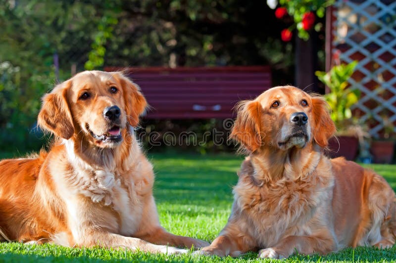 6 Golden Retrievers in Field of Fall Leaves Stock Image - Image of paws ...